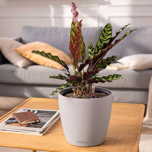 Lechuza CLASSICO Color LS 21 Planter - Interismo Online Shop Global
